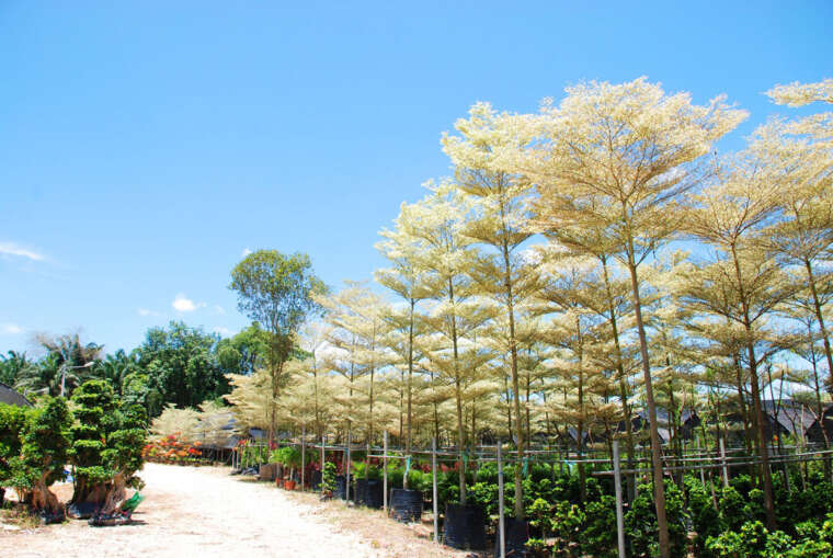 Terminalia Mantaly Variegata Tricolor | Embracing Nature’s Artistry ...