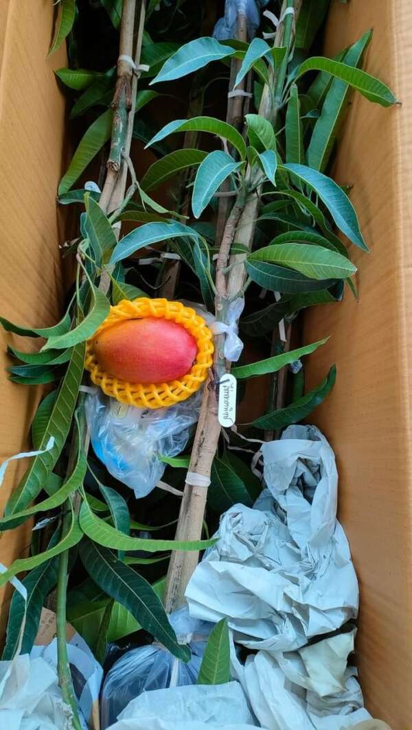 Miyazaki MangoPlants for Sale – Aziz Nursery Farm